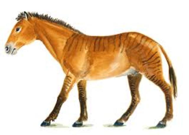 Evolution of the Horses timeline | Timetoast timelines