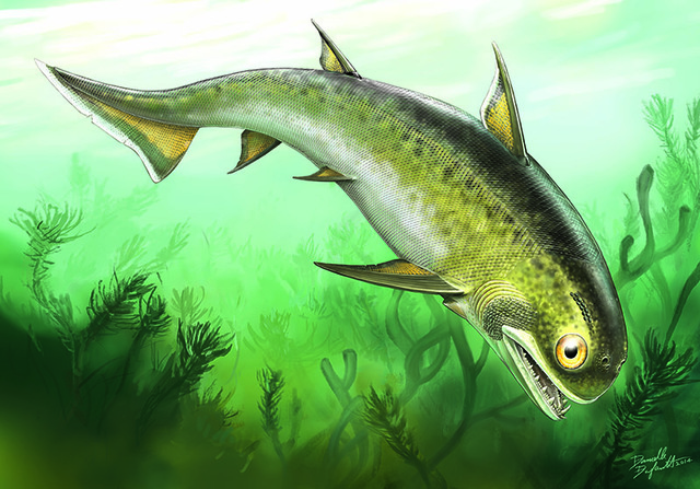 Shark Evolution timeline | Timetoast timelines