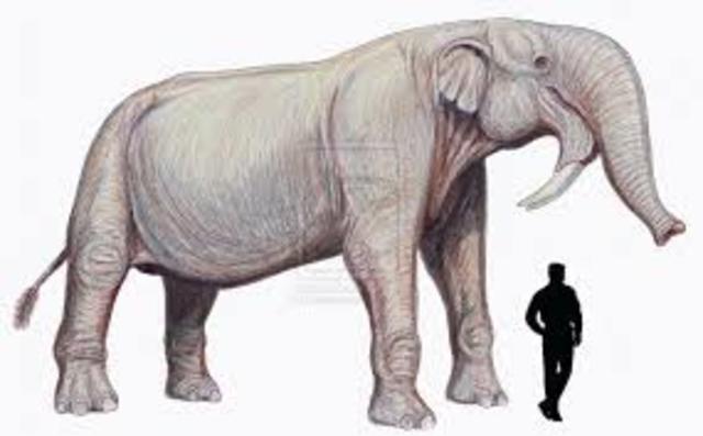 LA EVOLUCION DE el elefante timeline | Timetoast timelines