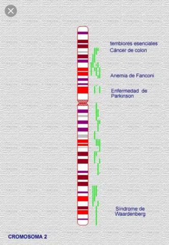 Alteracion cromosomica timeline | Timetoast timelines