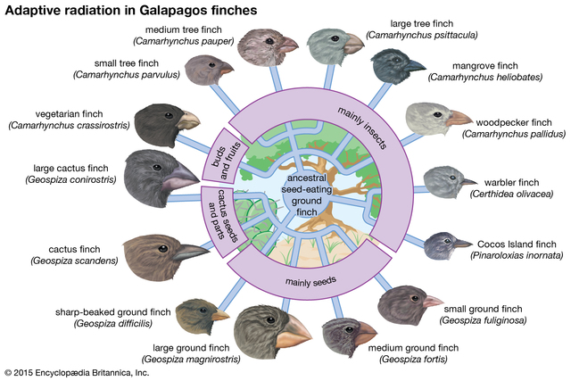 Charles Darwin timeline | Timetoast timelines