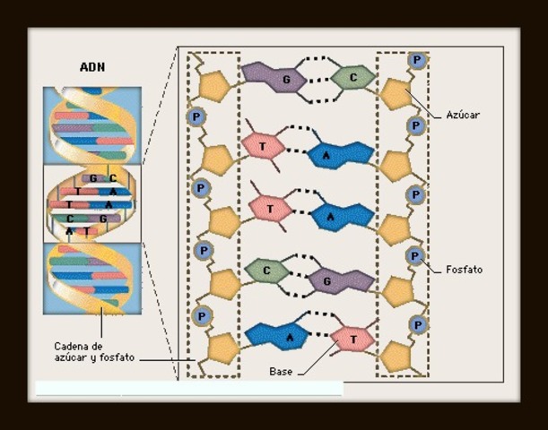 Historia De La Biología Molecular. timeline | Timetoast timelines