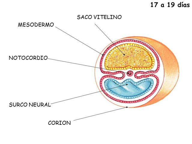 Embriología del Sistema Digestivo timeline | Timetoast timelines
