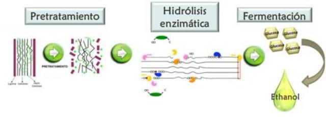 Historia de la enzimología timeline | Timetoast timelines