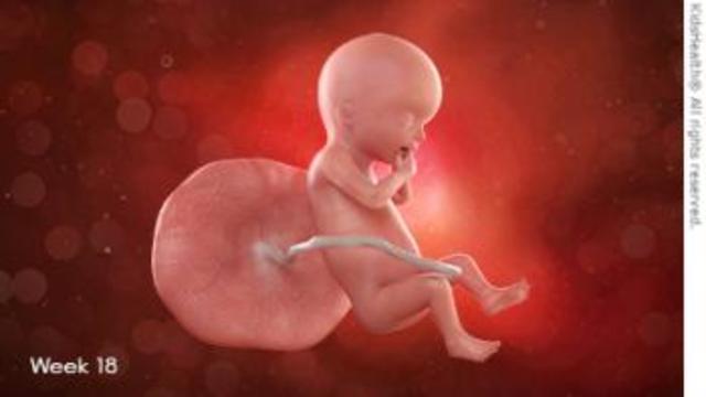 Desarrollo embrionario timeline | Timetoast timelines