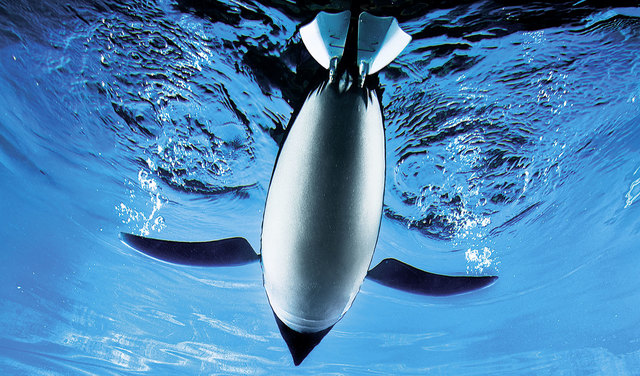 Robots zoomorficos de Festo timeline | Timetoast timelines