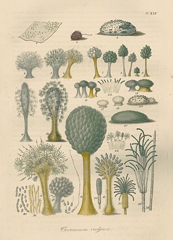 Taxonomía fúngica timeline | Timetoast timelines