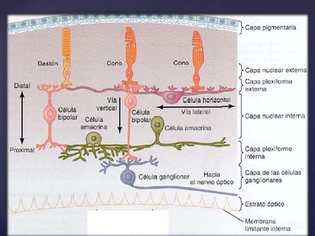 Evolución de la Neurociencia de la Conducta timeline | Timetoast