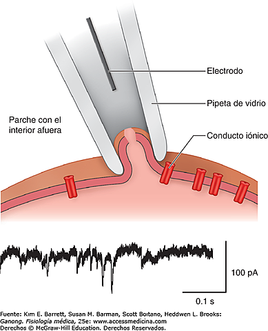 Evolución de la Neurociencia de la Conducta timeline | Timetoast