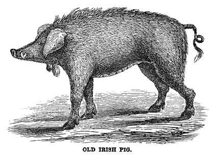 Antecedentes Historicos del Cerdo timeline | Timetoast timelines