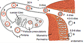 DESARROLLO EMBRIONARIO timeline | Timetoast timelines