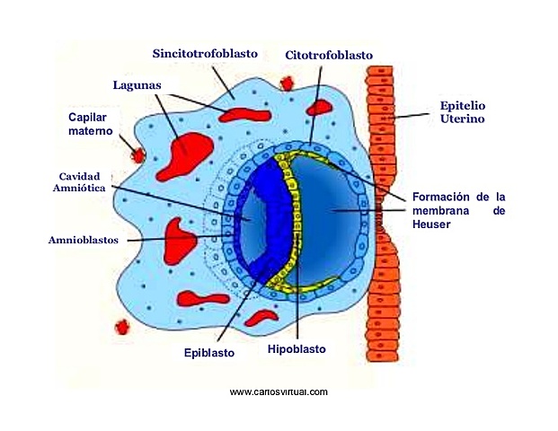 Desarrollo embrionario-primeras 8 semanas timeline | Timetoast