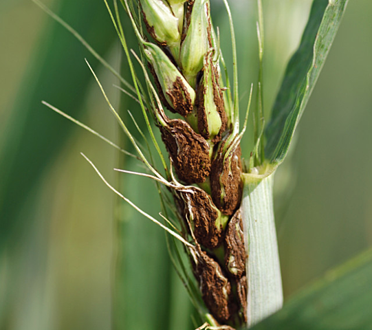 Historia de la fitopatologia timeline | Timetoast timelines