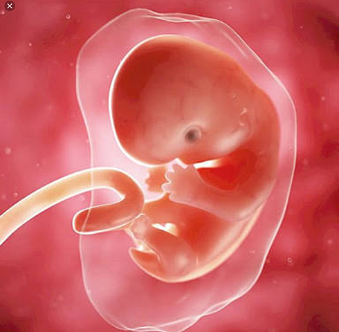 Primera y segunda semana de desarrollo embrionario timeline | Timetoas