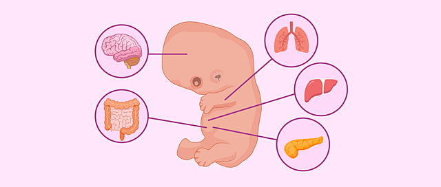 Desarrollo embrionario timeline | Timetoast timelines