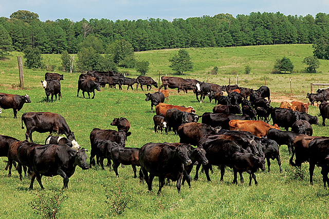 Cattle Domestication timeline | Timetoast timelines