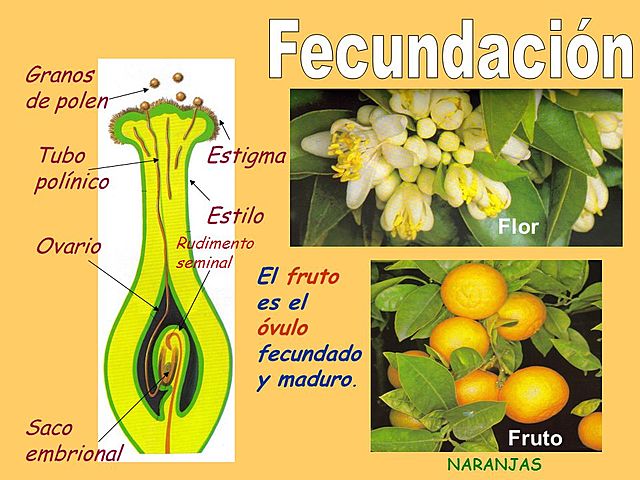 Formacion de la semilla en las plantas timeline | Timetoast timelines