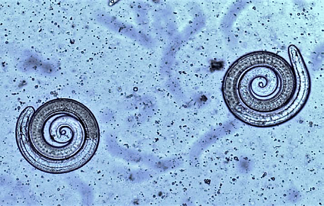 Historia de la Parasitología timeline | Timetoast timelines