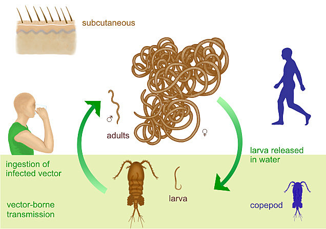 Historia de la Parasitología timeline | Timetoast timelines