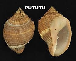 evolución de las TICs timeline | Timetoast timelines