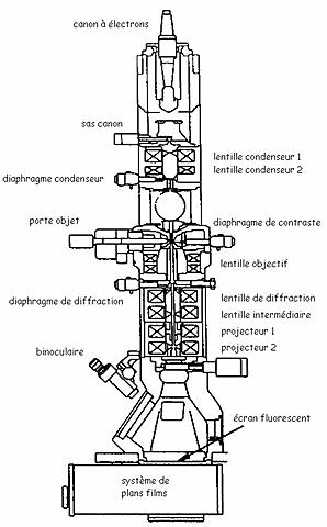 Histoire du microscope et fondements de la théorie cellulaire (BERGON