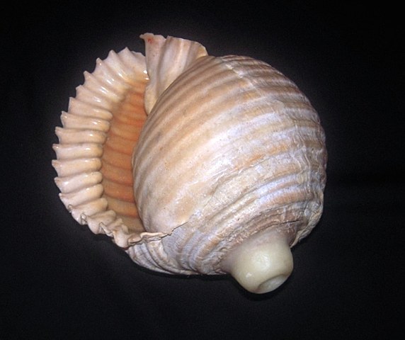 Evolución de las TIC timeline | Timetoast timelines