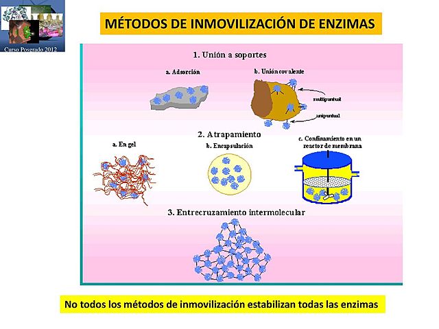Enzimas Microbianas y su Relevancia timeline | Timetoast timelines