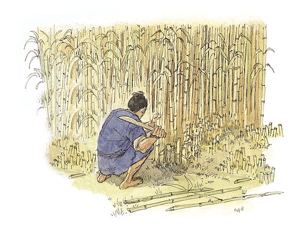 Evolution of Paper timeline | Timetoast timelines