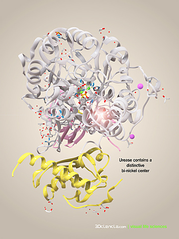 Historia de la enzimologia timeline | Timetoast timelines