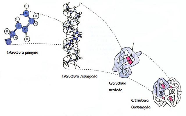 TEORÍA CELULAR timeline | Timetoast timelines