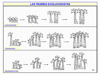 Teories origen de la vida timeline | Timetoast timelines