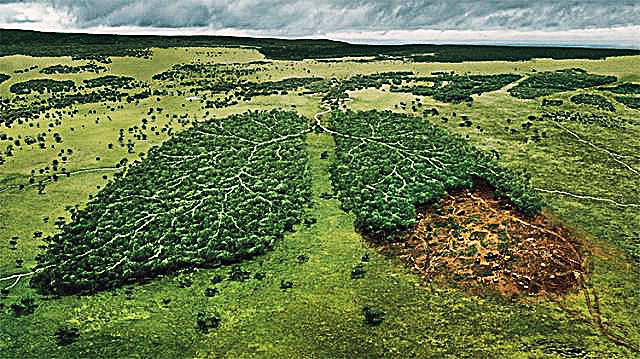Deforestation timeline | Timetoast timelines