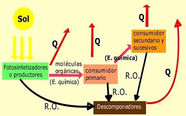 LINEA DE TIEMPO DE LOS ECOSISTEMAS timeline | Timetoast timelines