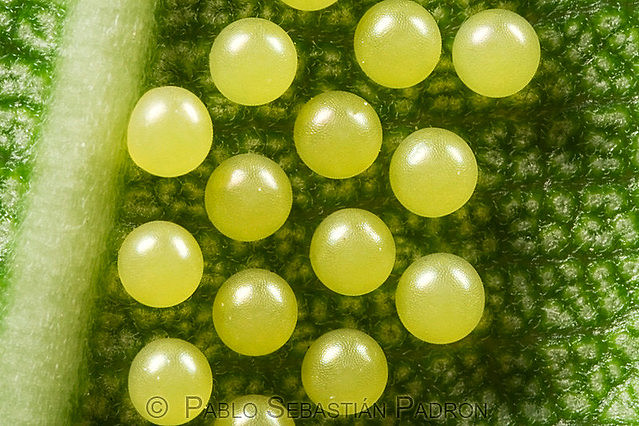 Metamorfosis de la Mariposa timeline | Timetoast timelines