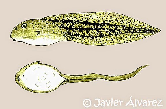 Metamorfosis de la rana timeline | Timetoast timelines
