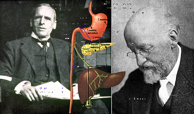 LOS AVANCES DEL SISTEMA ENDOCRINO timeline | Timetoast timelines