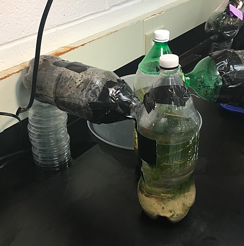 Ecosystem In a Bottle timeline | Timetoast timelines