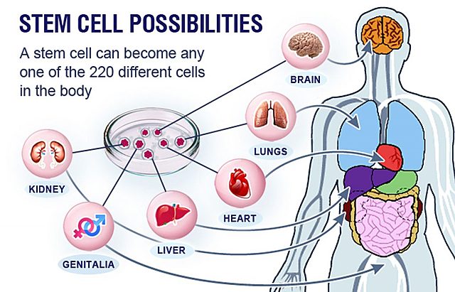 Stem Cell Developments Throughout History timeline | Timetoast