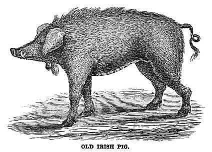 Historia de la porcicultura en México |Christian Monserrat Castellanos