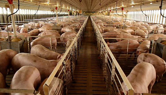 Historia de la porcicultura en México |Christian Monserrat Castellanos