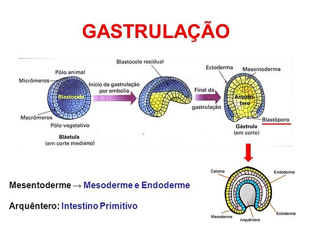 3° Semana Embrionária timeline | Timetoast timelines
