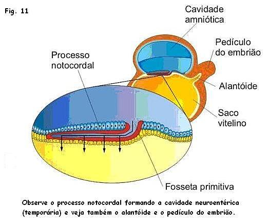 3° Semana Embrionária timeline | Timetoast timelines