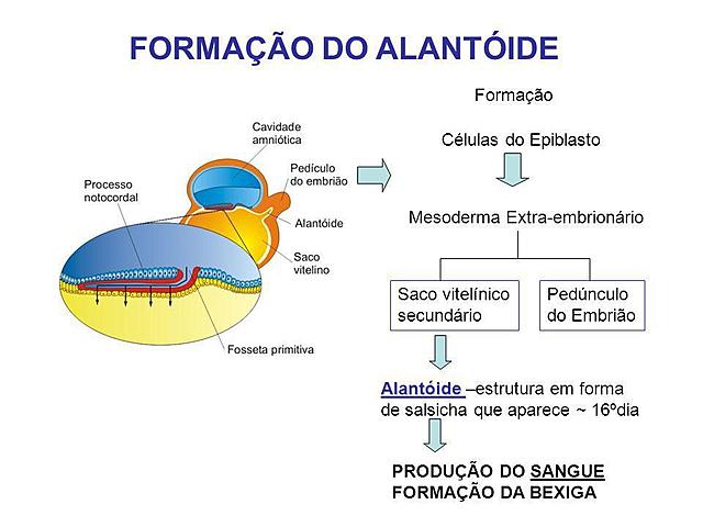 3° Semana Embrionária timeline | Timetoast timelines