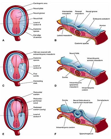 3° Semana Embrionária timeline | Timetoast timelines