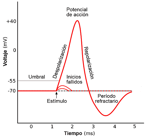 SIST. NERVIOSO - NEURONA: IMPULSO NERVIOSO timeline | Timetoast