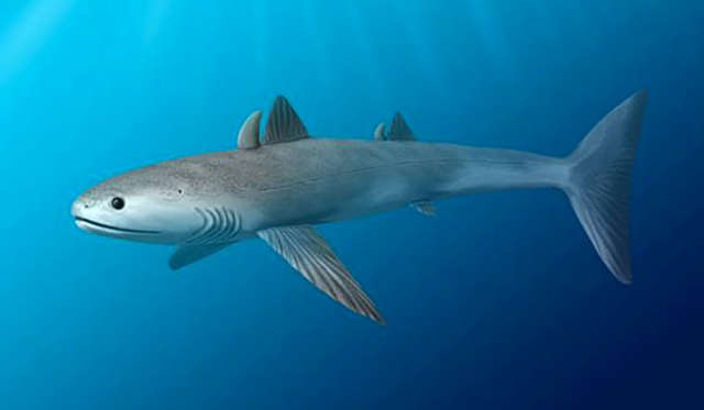 Evolution of Sharks timeline | Timetoast timelines