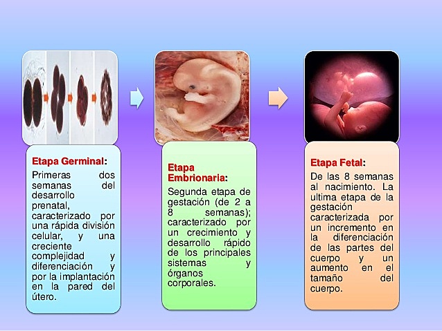 Desarrollo Prenatal timeline | Timetoast timelines