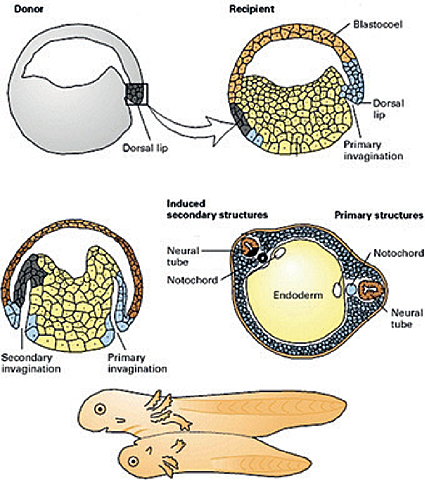 Evidencia 1: Línea del tiempo timeline | Timetoast timelines