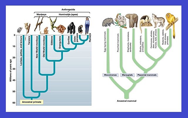 Genética timeline | Timetoast timelines