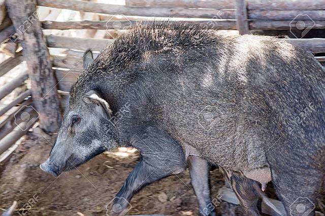 Evolución del cerdo hasta nuestros días (Antecedentes Históricos)